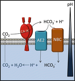 Carbonic Anhydrase IX: Regulation and Role in Cancer | SpringerLink