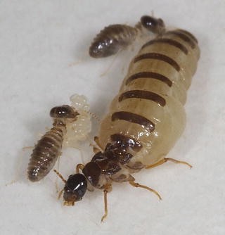 Termite Communication During Different Behavioral Activities | SpringerLink