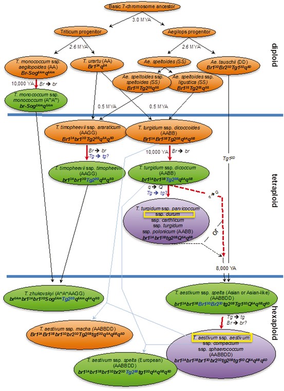 Wheat Domestication: Key to Agricultural Revolutions Past and Future ...