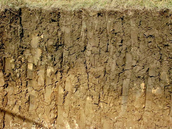 Saline Soils | SpringerLink