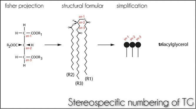 Glycerolipids: Tri-, Di-, and Monoacylglycerols | SpringerLink