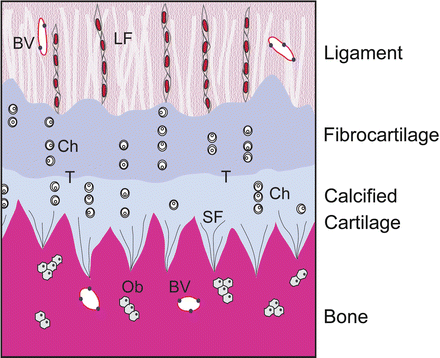 Structure, Physiology, and Biochemistry of Collagens | SpringerLink
