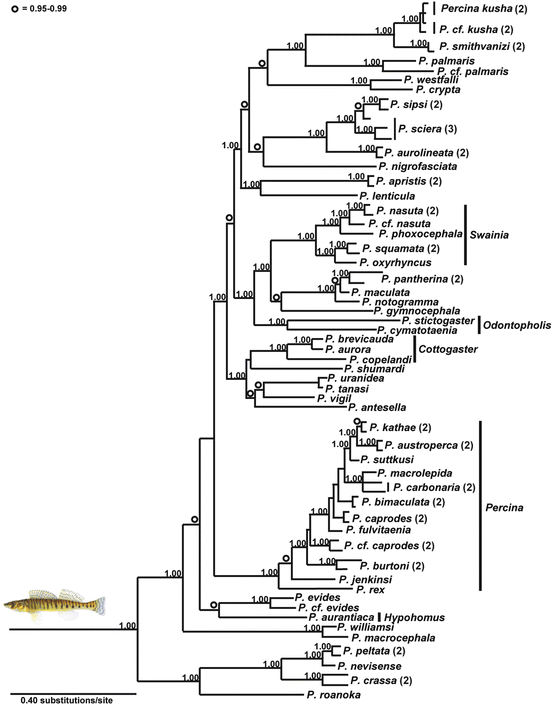 Taxonomy, Distribution, and Evolution of the Percidae | SpringerLink
