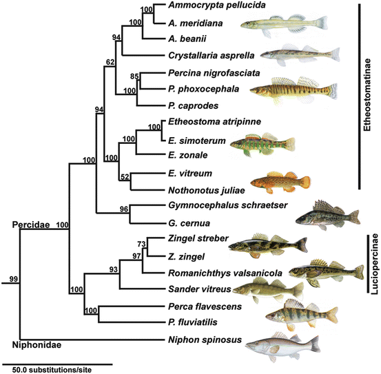 Taxonomy, Distribution, and Evolution of the Percidae | SpringerLink