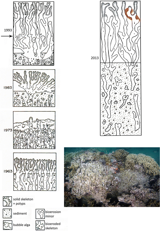 Bioerosion and Coral Reef Growth: A Dynamic Balance | SpringerLink