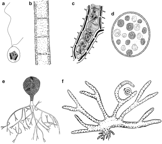 Xanthophyceae, Euglenophyceae and Dinophyceae | SpringerLink