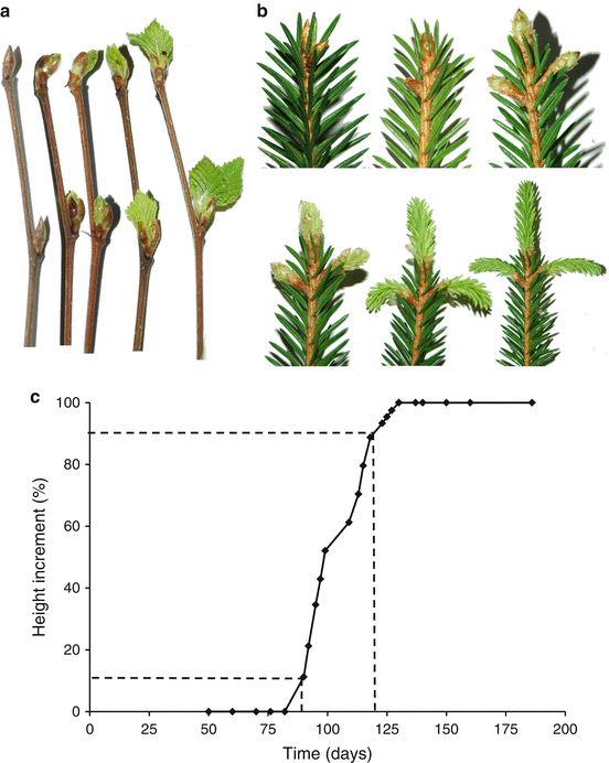 The Annual Phenological Cycle | SpringerLink