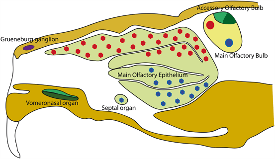 Mechanisms of Olfaction | SpringerLink