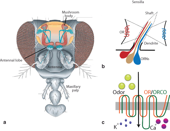 Mechanisms of Olfaction | SpringerLink