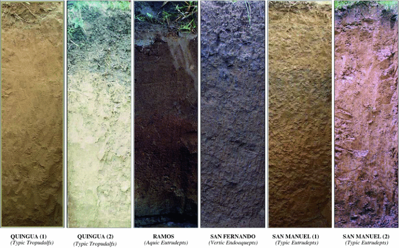 The Soils of the Lowlands | SpringerLink