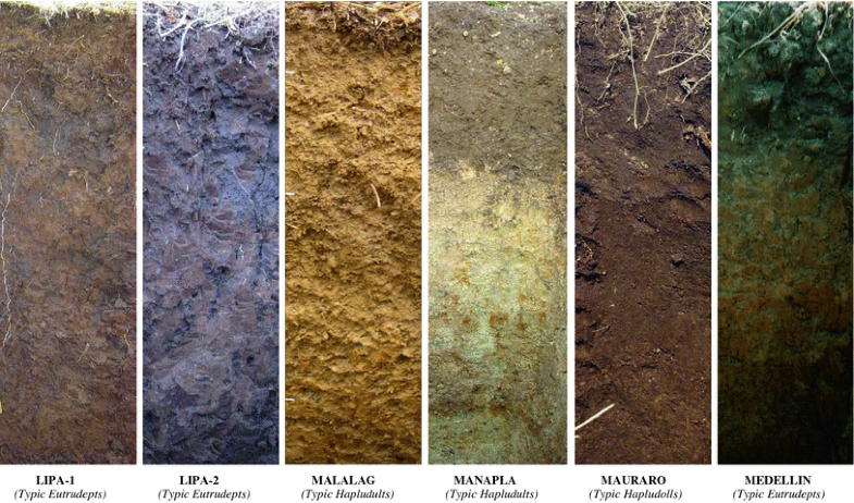 The Soils of the Uplands | SpringerLink