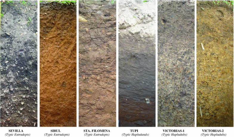 The Soils of the Uplands | SpringerLink