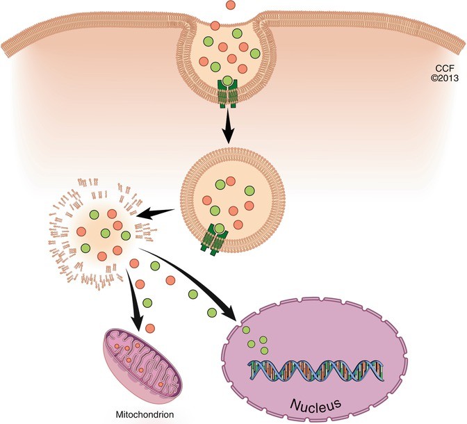 Nanoparticles: Cellular Uptake and Cytotoxicity | SpringerLink