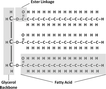 Digestion and Absorption of Dietary Triglycerides | SpringerLink