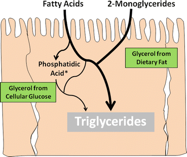 Digestion and Absorption of Dietary Triglycerides | SpringerLink