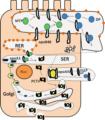 Digestion and Absorption of Dietary Triglycerides | SpringerLink