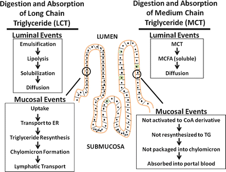 Digestion and Absorption of Dietary Triglycerides | SpringerLink