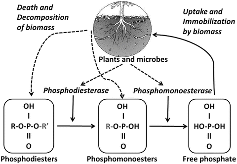 Phosphatase Activities and Their Effects on Phosphorus Availability in ...