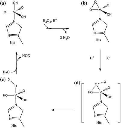 Haloperoxidase Enzymes as ‘Redox Catalysts’ Important for Industrial ...