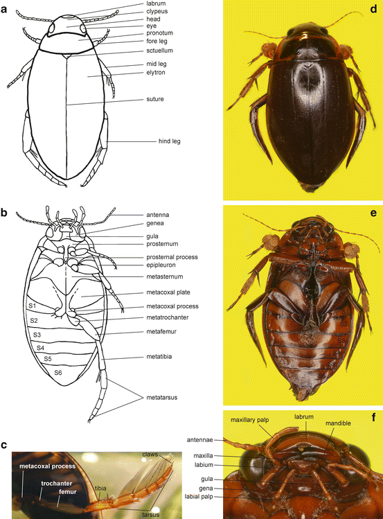 Morphology, Anatomy, and Physiological Aspects of Dytiscids | SpringerLink
