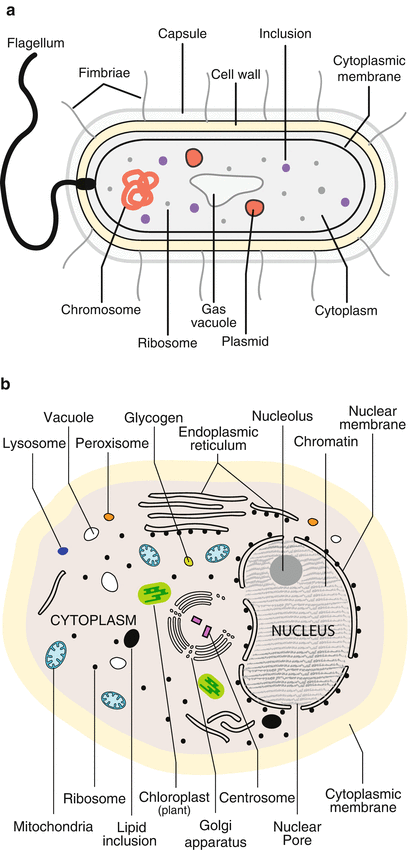 Structure and Functions of Microorganisms: Production and Use of ...