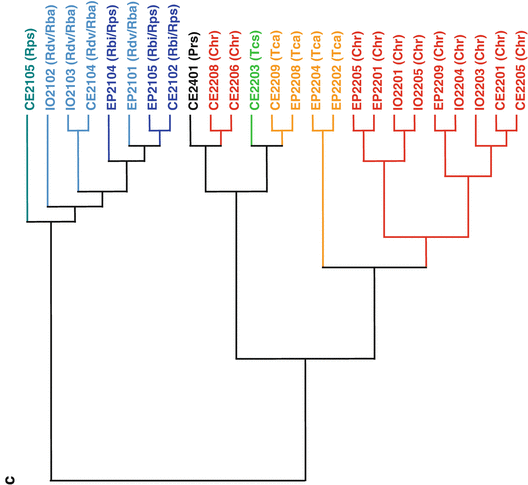 Taxonomy and Phylogeny of Prokaryotes | SpringerLink
