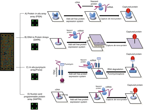 Protein Microarrays: Overview, Applications and Challenges | SpringerLink