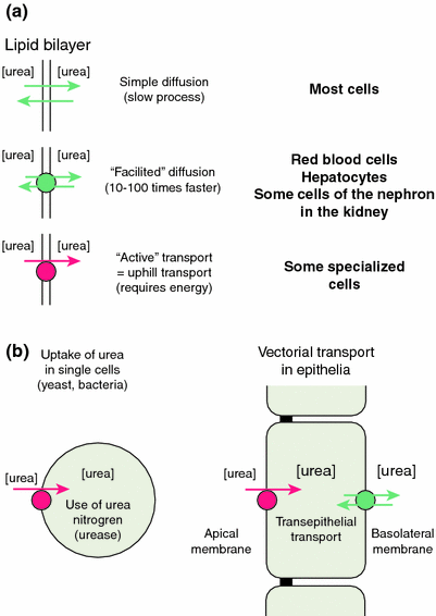 Active Urea Transport in Lower Vertebrates and Mammals | SpringerLink