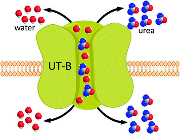 Transport Characteristics of Urea Transporter-B | SpringerLink