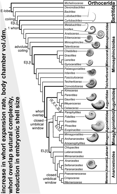 Ancestry, Origin and Early Evolution of Ammonoids | SpringerLink