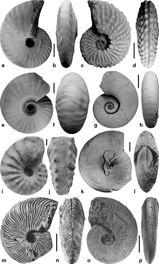 Biostratigraphy of Triassic Ammonoids | SpringerLink