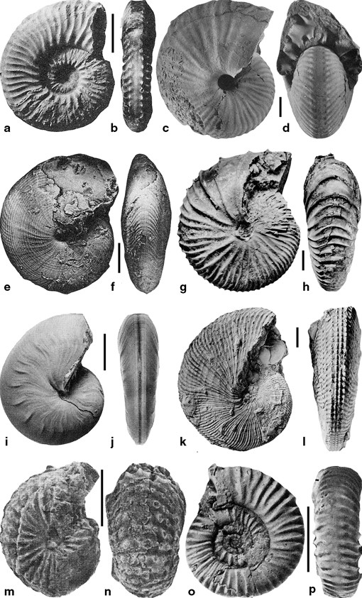 Biostratigraphy of Triassic Ammonoids | SpringerLink