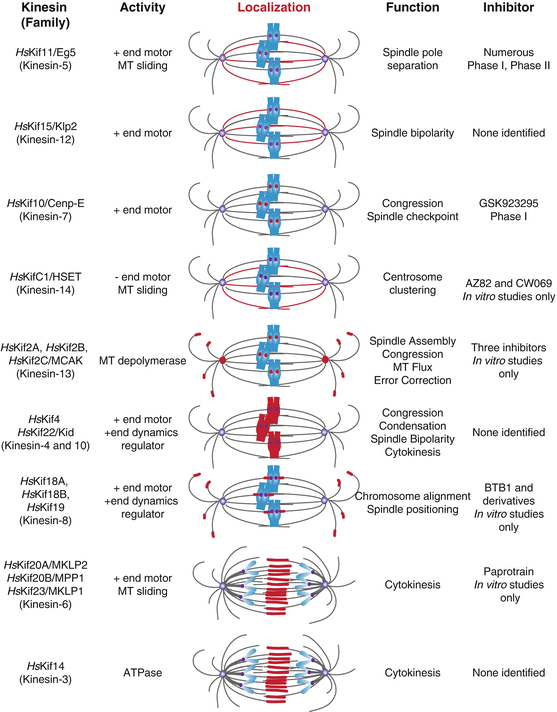 The Kinesin Superfamily | SpringerLink