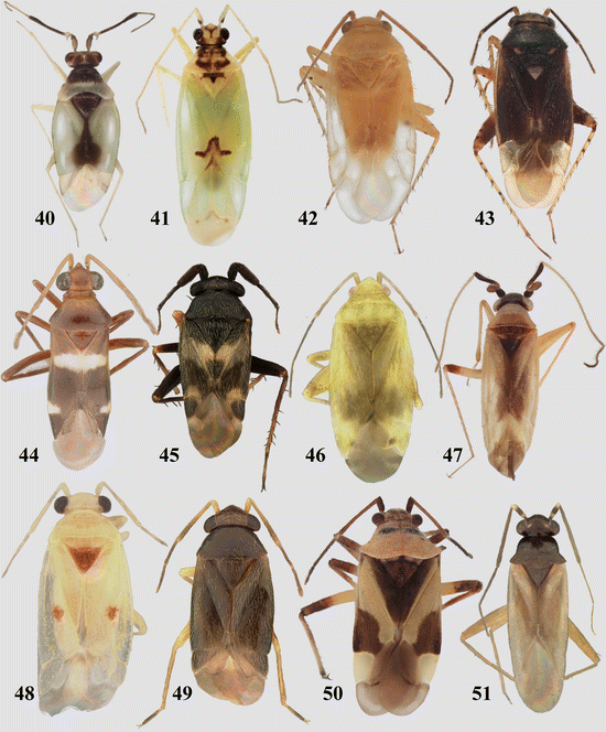 Plant Bugs (Miridae) | SpringerLink