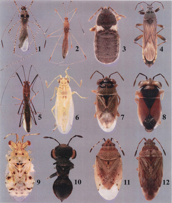 The Big-Eyed Bugs, Chinch Bugs, and Seed Bugs (Lygaeoidea) | SpringerLink