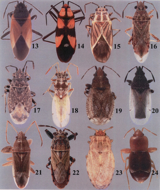 The Big-Eyed Bugs, Chinch Bugs, and Seed Bugs (Lygaeoidea) | SpringerLink