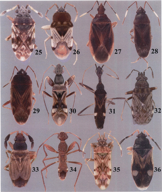 The Big-Eyed Bugs, Chinch Bugs, and Seed Bugs (Lygaeoidea) | SpringerLink