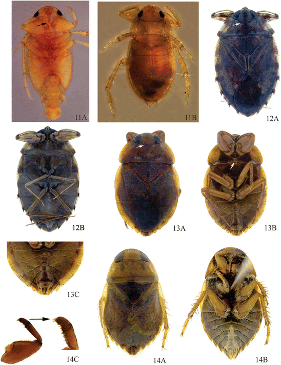 The True Water Bugs (Nepomorpha) | SpringerLink