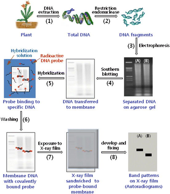 Methods for Developing Molecular Markers | SpringerLink