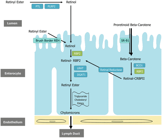 Vitamin A Absorption, Storage and Mobilization | SpringerLink
