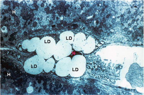 Vitamin A Absorption, Storage and Mobilization | SpringerLink