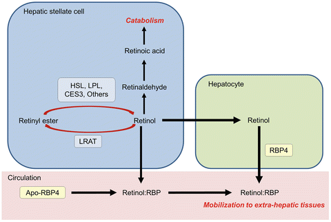 Vitamin A Absorption, Storage and Mobilization | SpringerLink