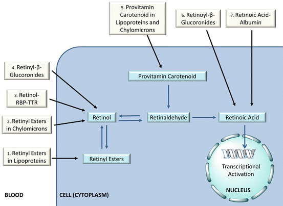 Vitamin A Absorption, Storage and Mobilization | SpringerLink