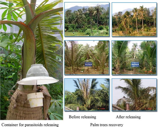 Coconut Leaf Beetle Brontispa longissima Gestro | SpringerLink