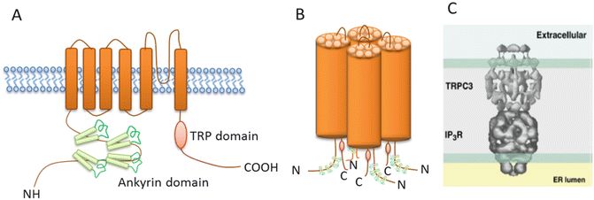 TRPC Channel Structure and Properties | SpringerLink