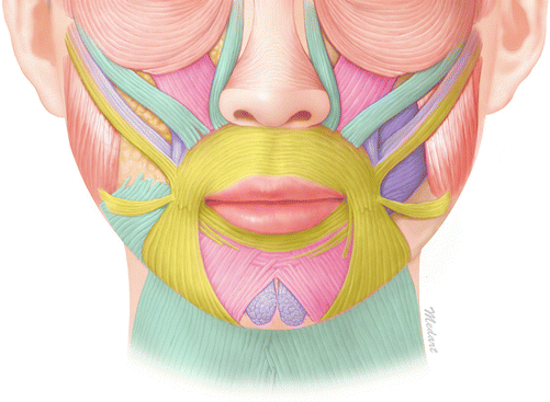 General Anatomy of the Face and Neck | SpringerLink