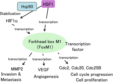 Roles of HSF1 and Heat Shock Proteins in Cancer | SpringerLink