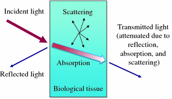 Light-Tissue Interactions | SpringerLink