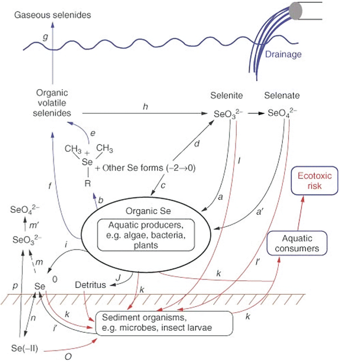 Selenium Pollution in the Marine Environment and Marine Bacteria in ...