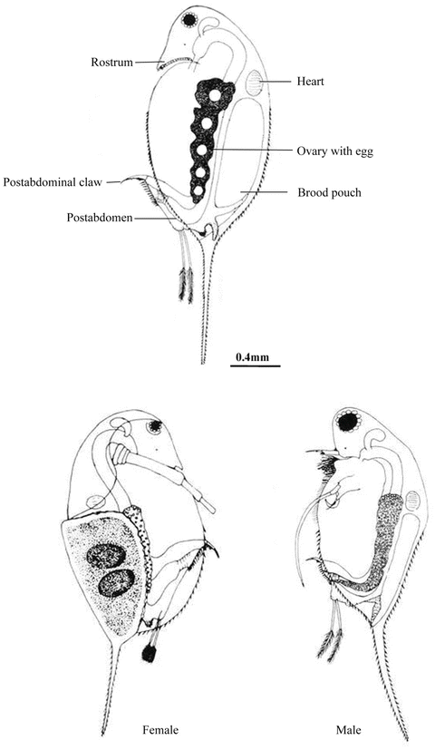Cladoceran Diversity, Distribution and Ecological Significance ...